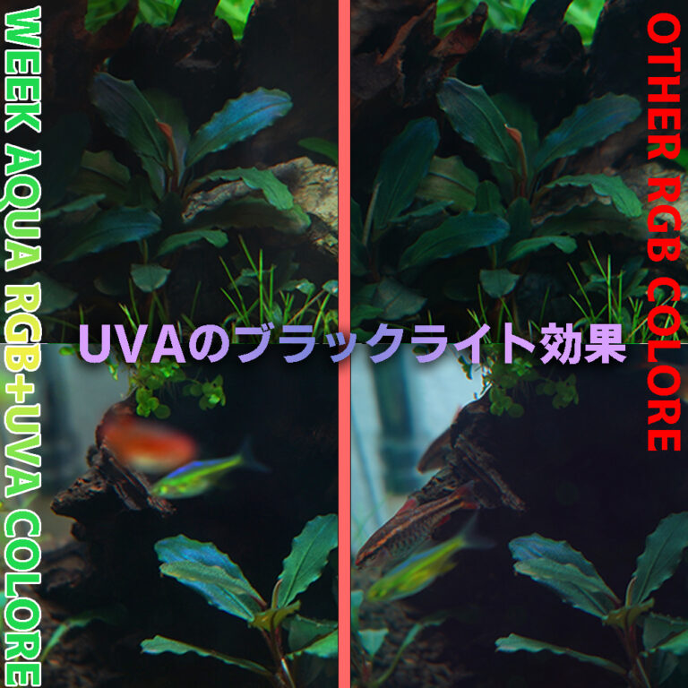 Aシリーズ – WEEK AQUA