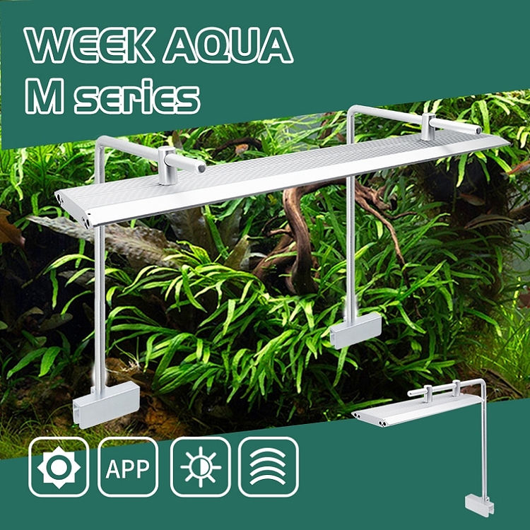 Mシリーズ – WEEK AQUA