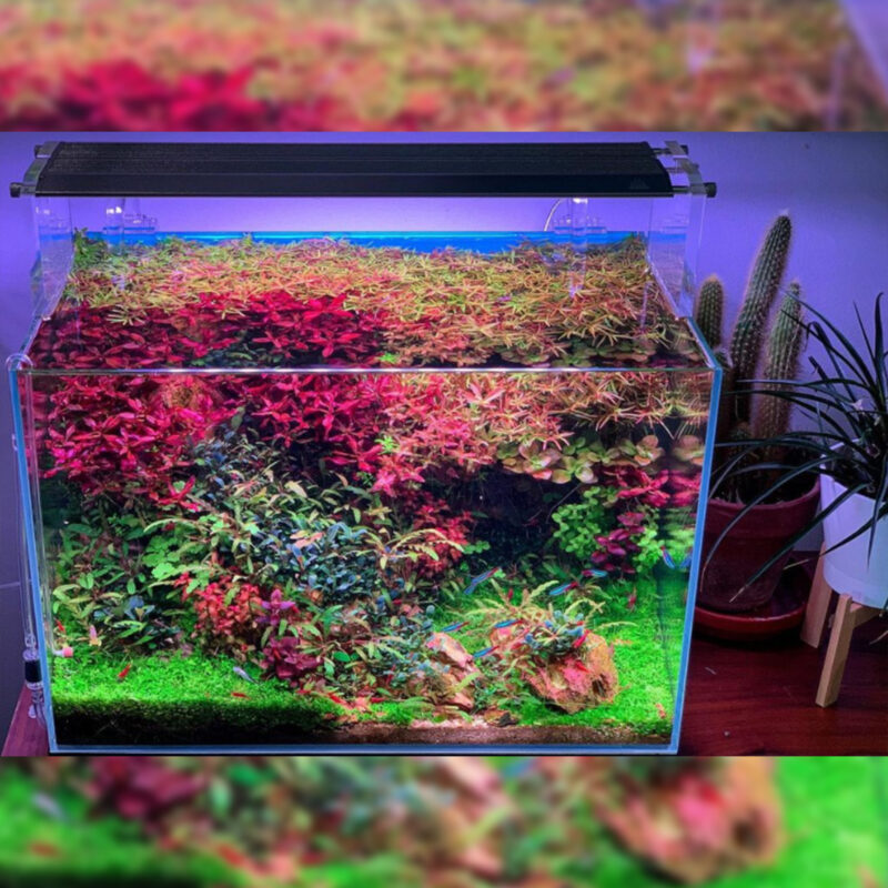 Mシリーズ – WEEK AQUA