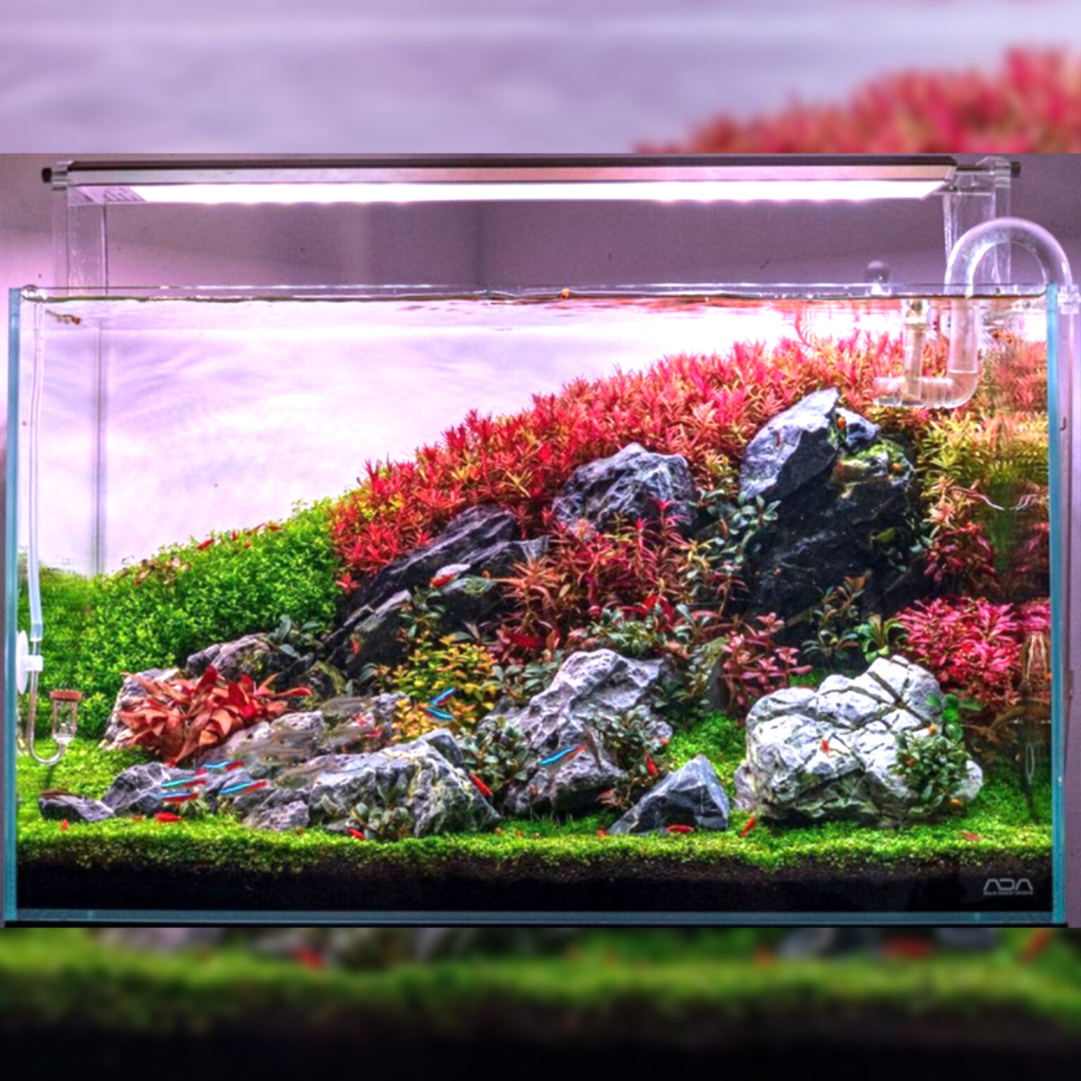 Mシリーズ – WEEK AQUA