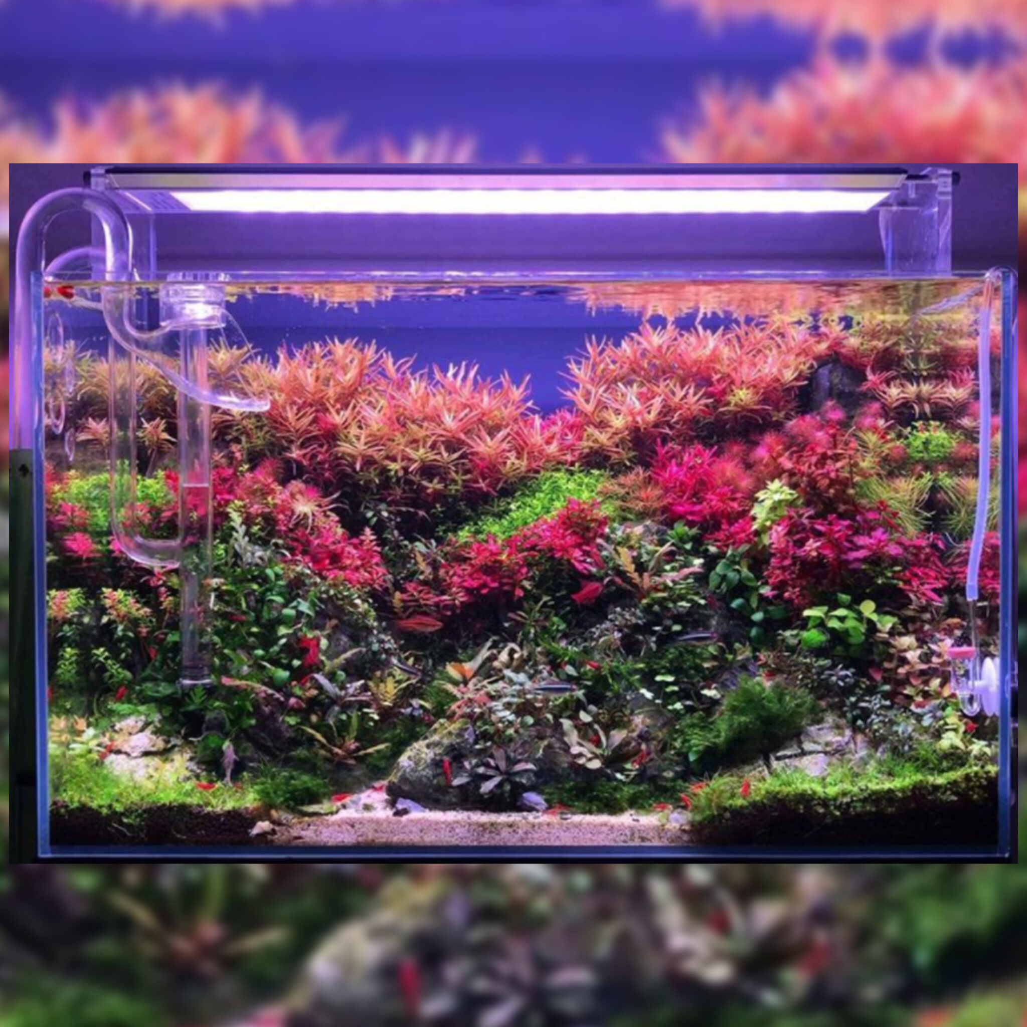 Mシリーズ – WEEK AQUA