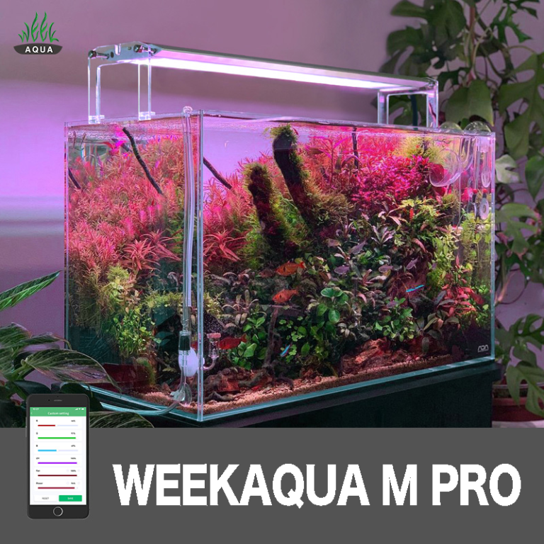 NEW Mシリーズ – WEEK AQUA