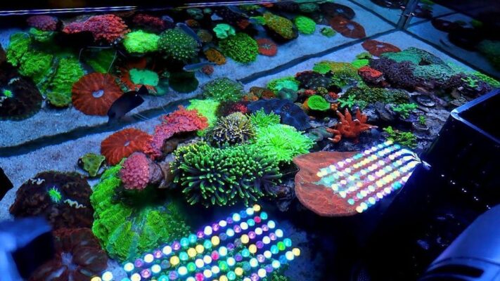 製品カテゴリー – WEEK AQUA